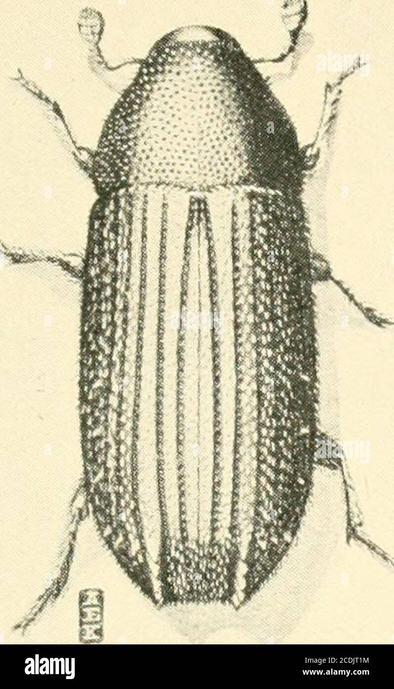 Bookidinsects00can High Resolution Stock Photography and Images - Alamy