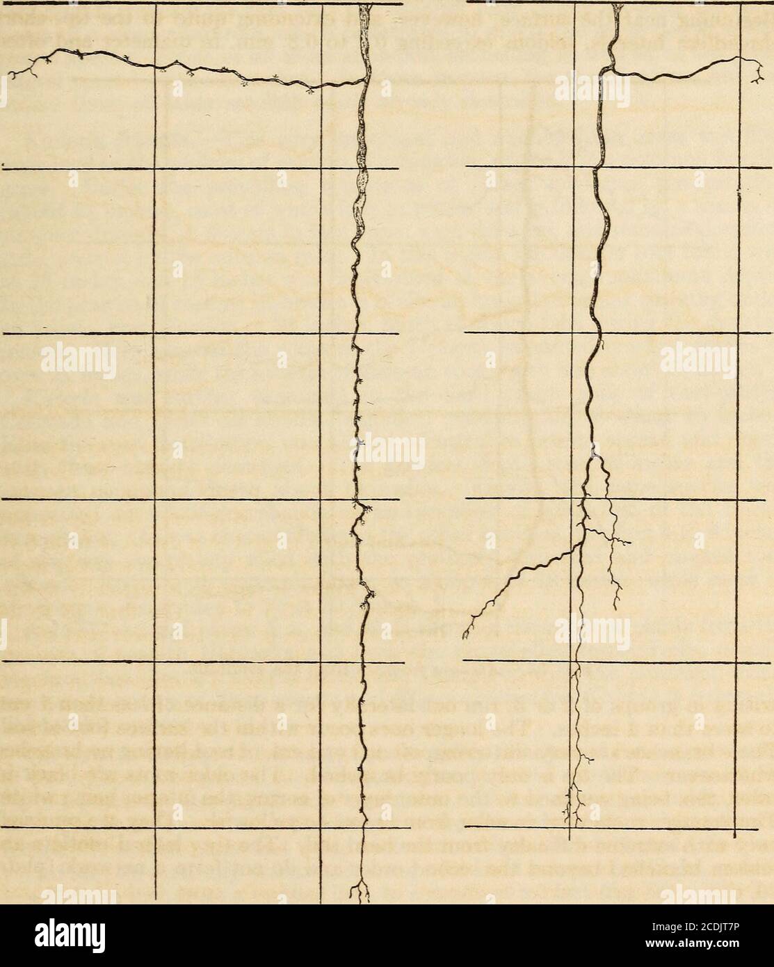 Roots Horizontal Root System High Resolution Stock Photography and ...