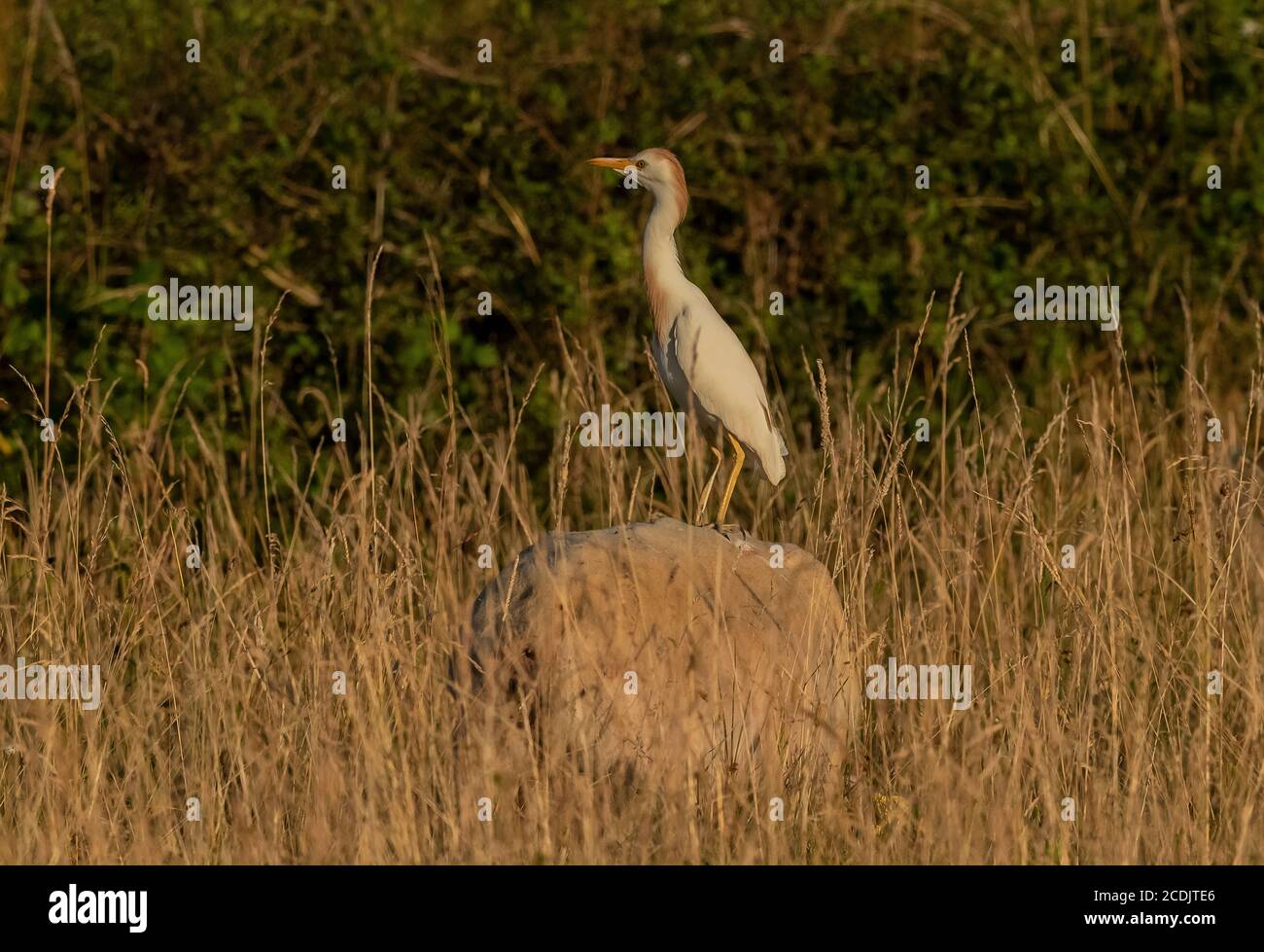 Back of sheep hi-res stock photography and images - Alamy