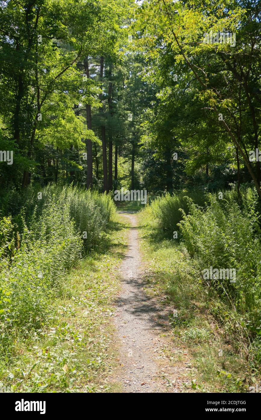 Walking path in Blue Hills Nature Reservation Milton Massachusetts USA ...