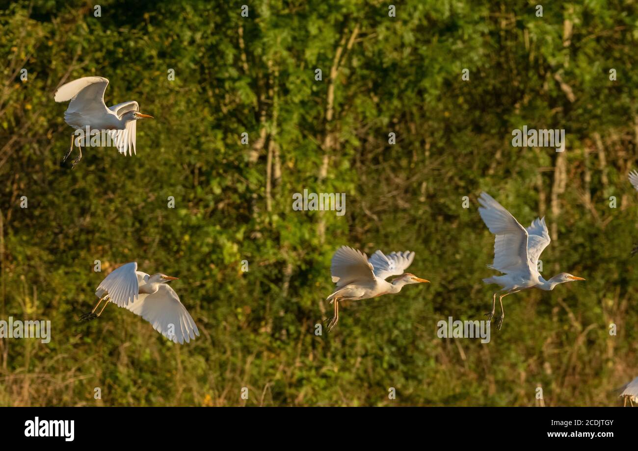 Cattle egret, Bubulcus ibis, flock, in flight over sheep flock in ...