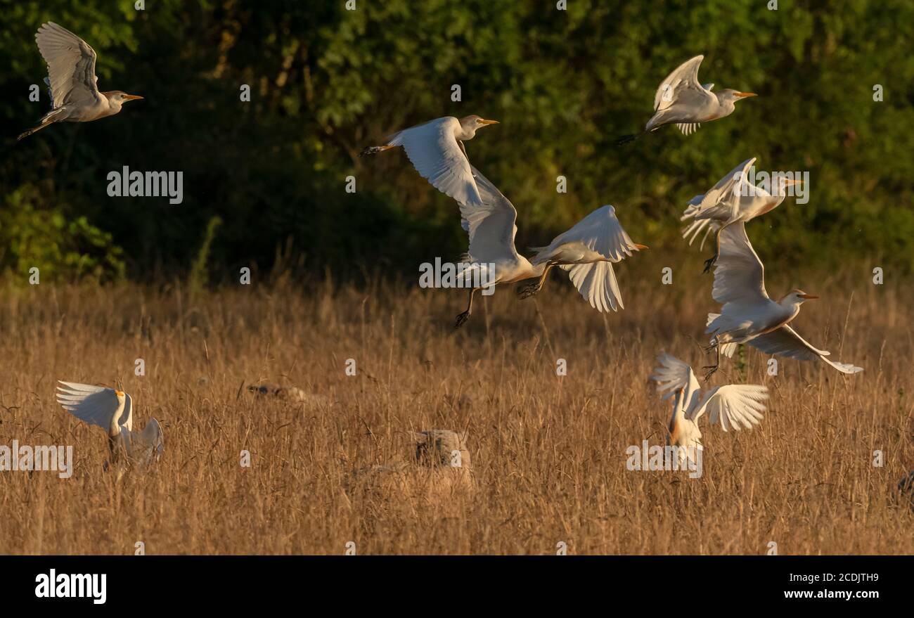 Cattle egret, Bubulcus ibis, flock, in flight over sheep flock in ...