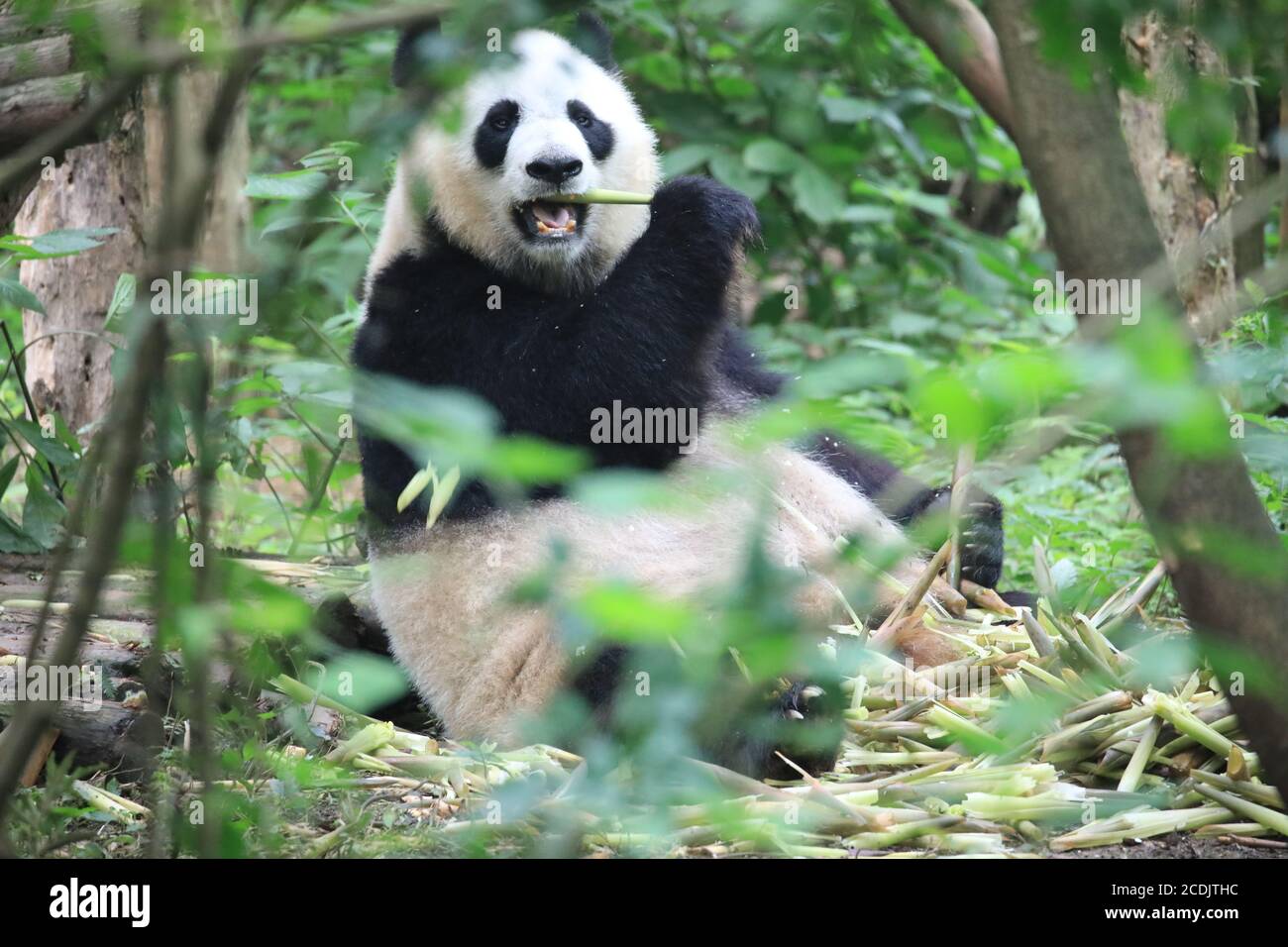 Giant Panda feeding time at Chengdu Stock Photo - Alamy