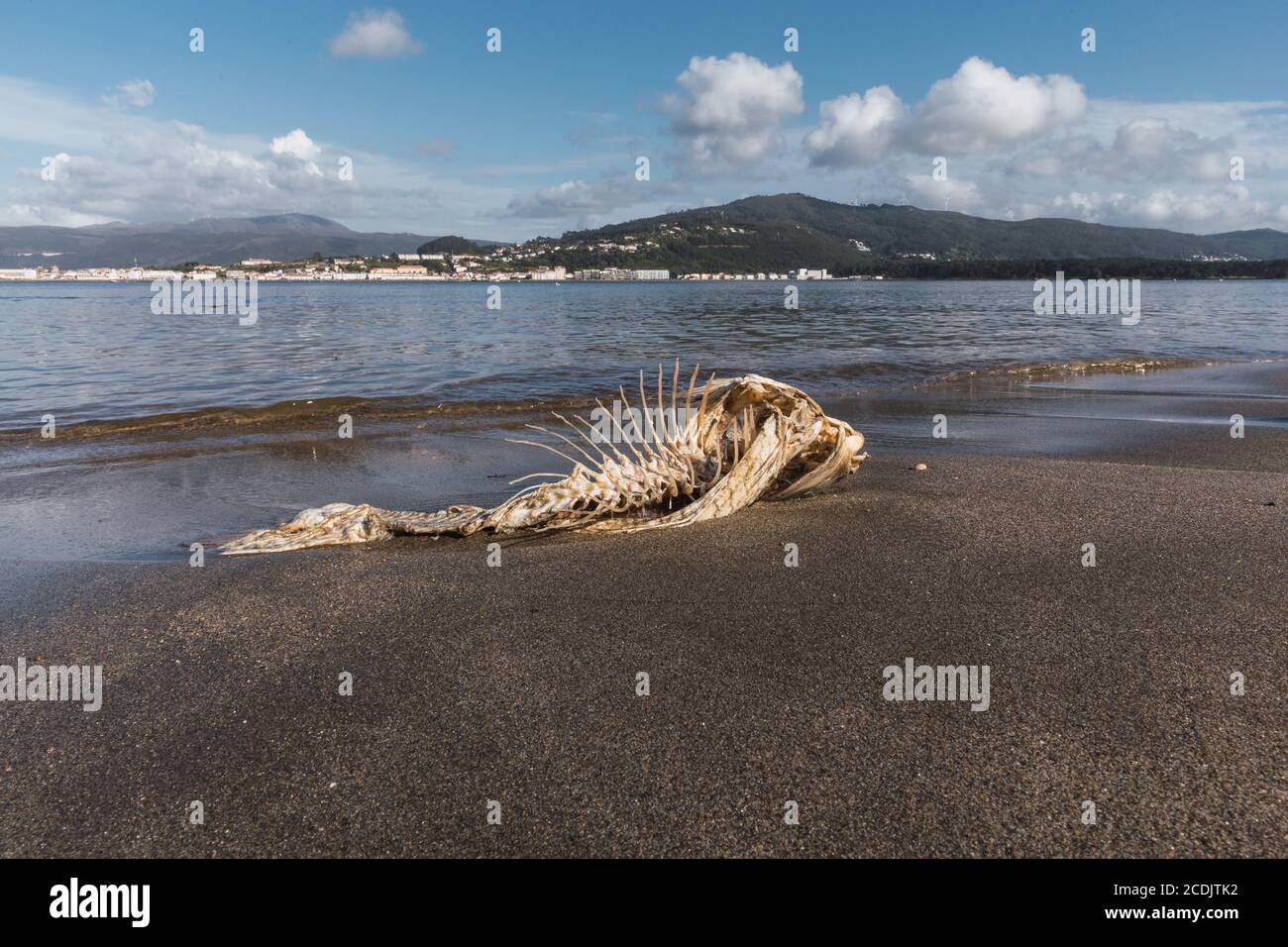 Fish skeleton wave hi-res stock photography and images - Alamy