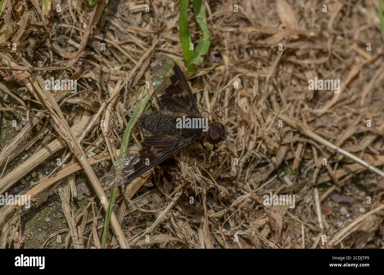 Mottled Bee Fly, Thyridanthrax fenestratus, parasite of Ammophila ...