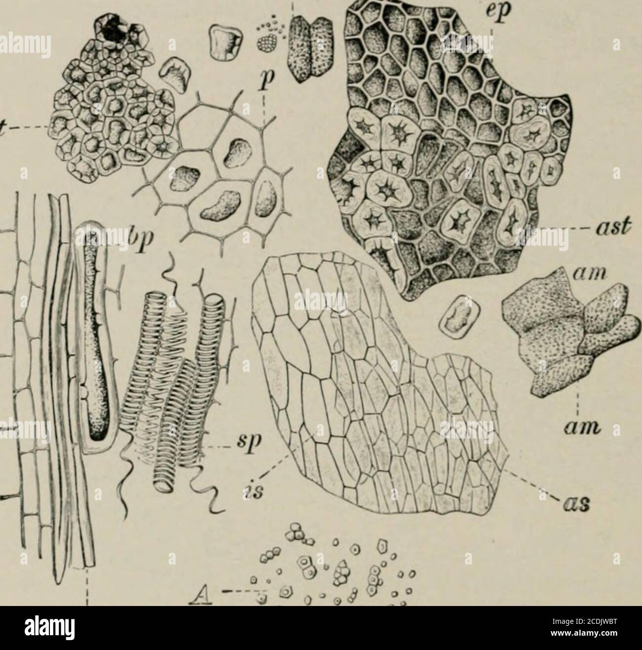 . The microscopy of vegetable foods, with special reference to the ...