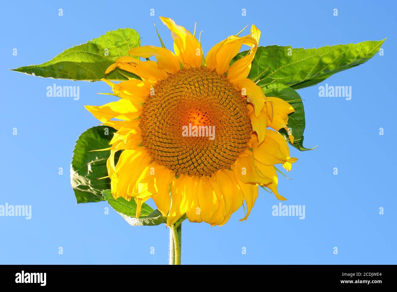 Large single sunflower head hi-res stock photography and images - Alamy