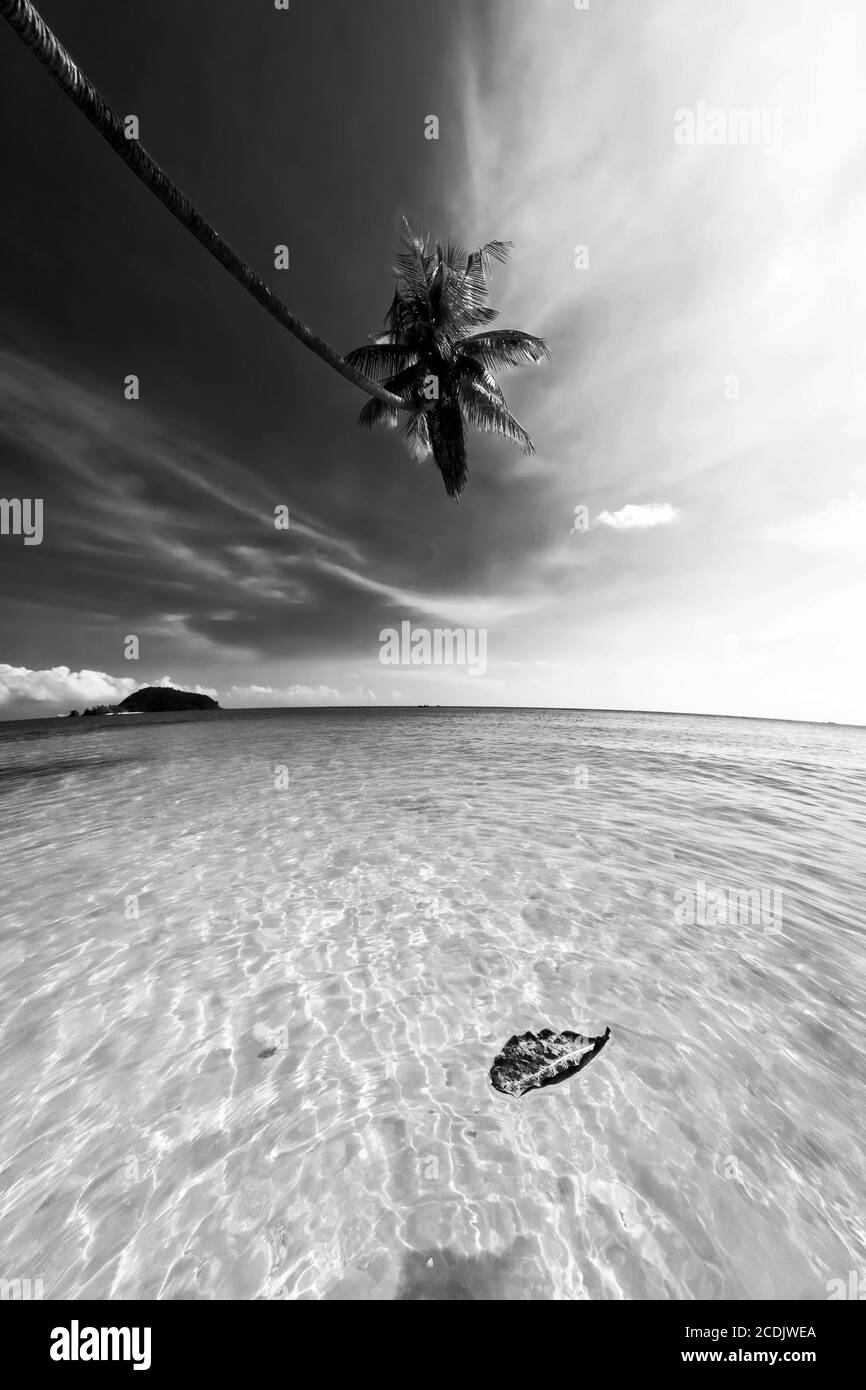Tropical color Black and White Stock Photos & Images - Alamy
