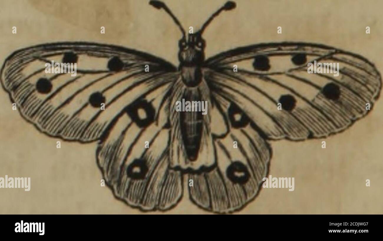 . Elementary exercises for the deaf and dumb . Butterfly. [ 239 ](83d ...