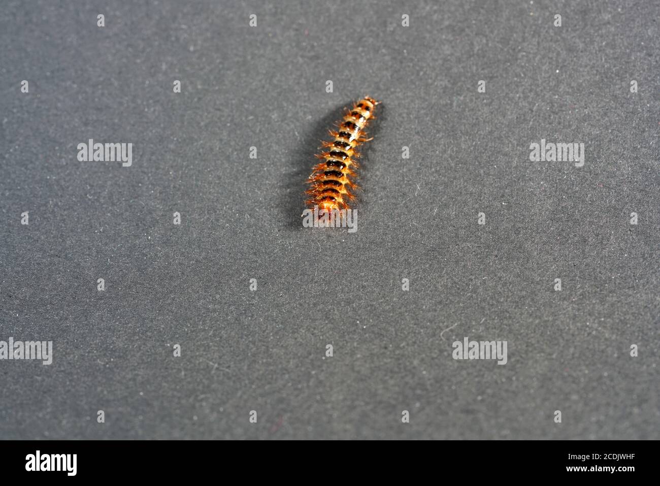 Top shot centipede on hi-res stock photography and images - Alamy
