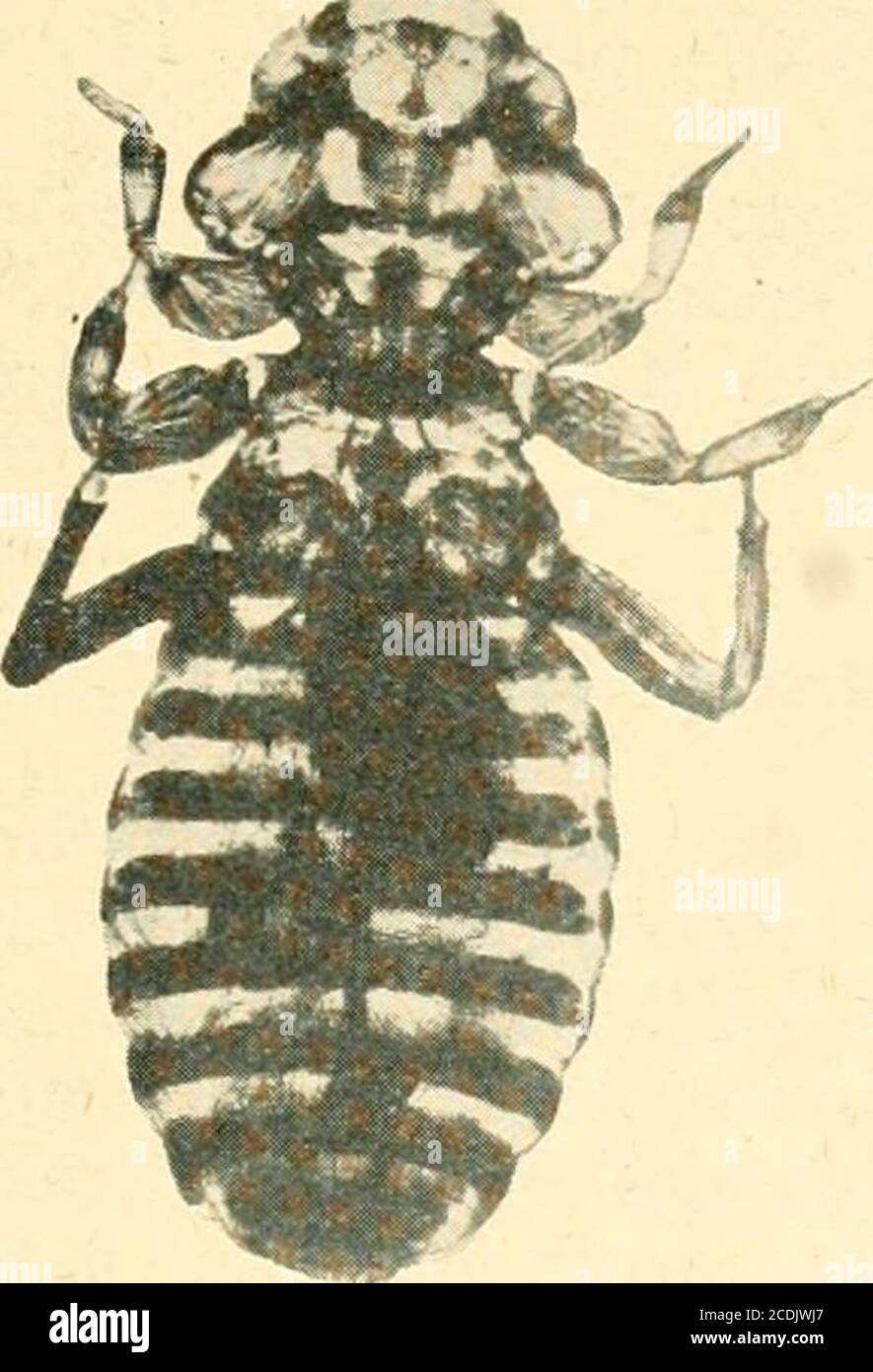 . Insects . us. Philopterus dentatus Scopoli. Ornithobius goniopleurus ...