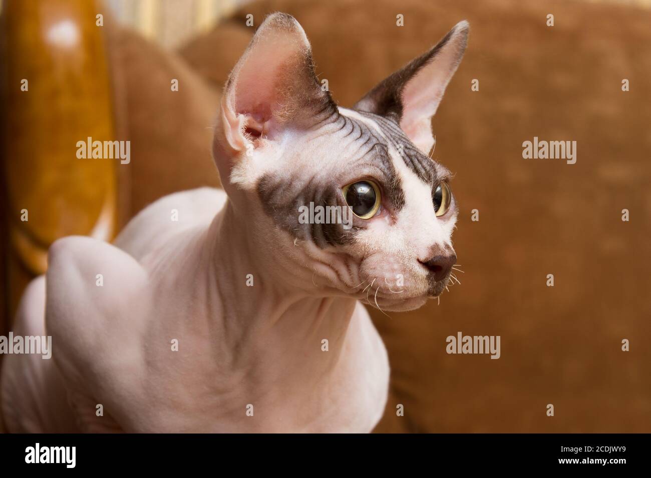 Sphynx cats hi-res stock photography and images - Alamy