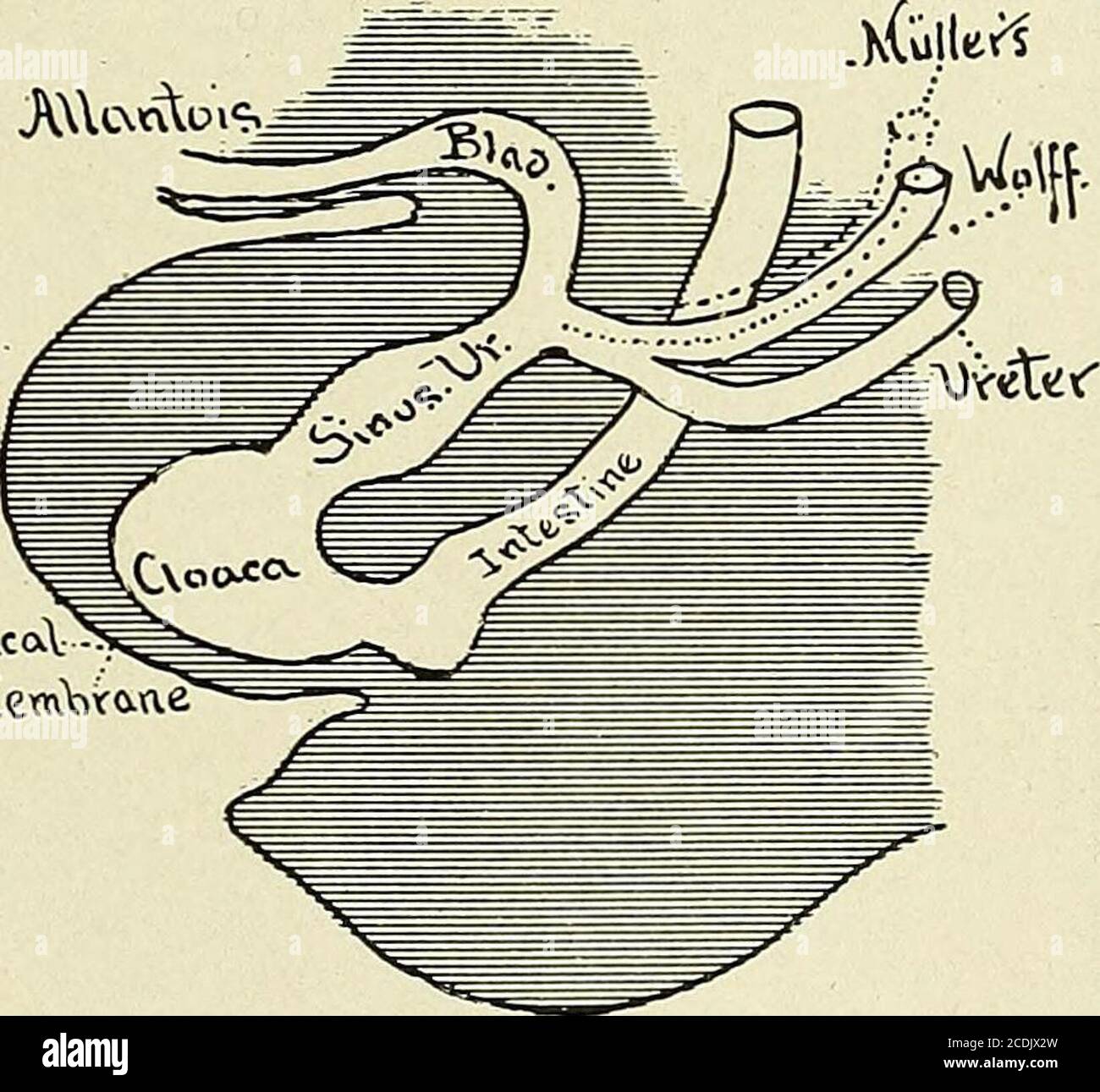 Cloacal membrane hi-res stock photography and images - Alamy