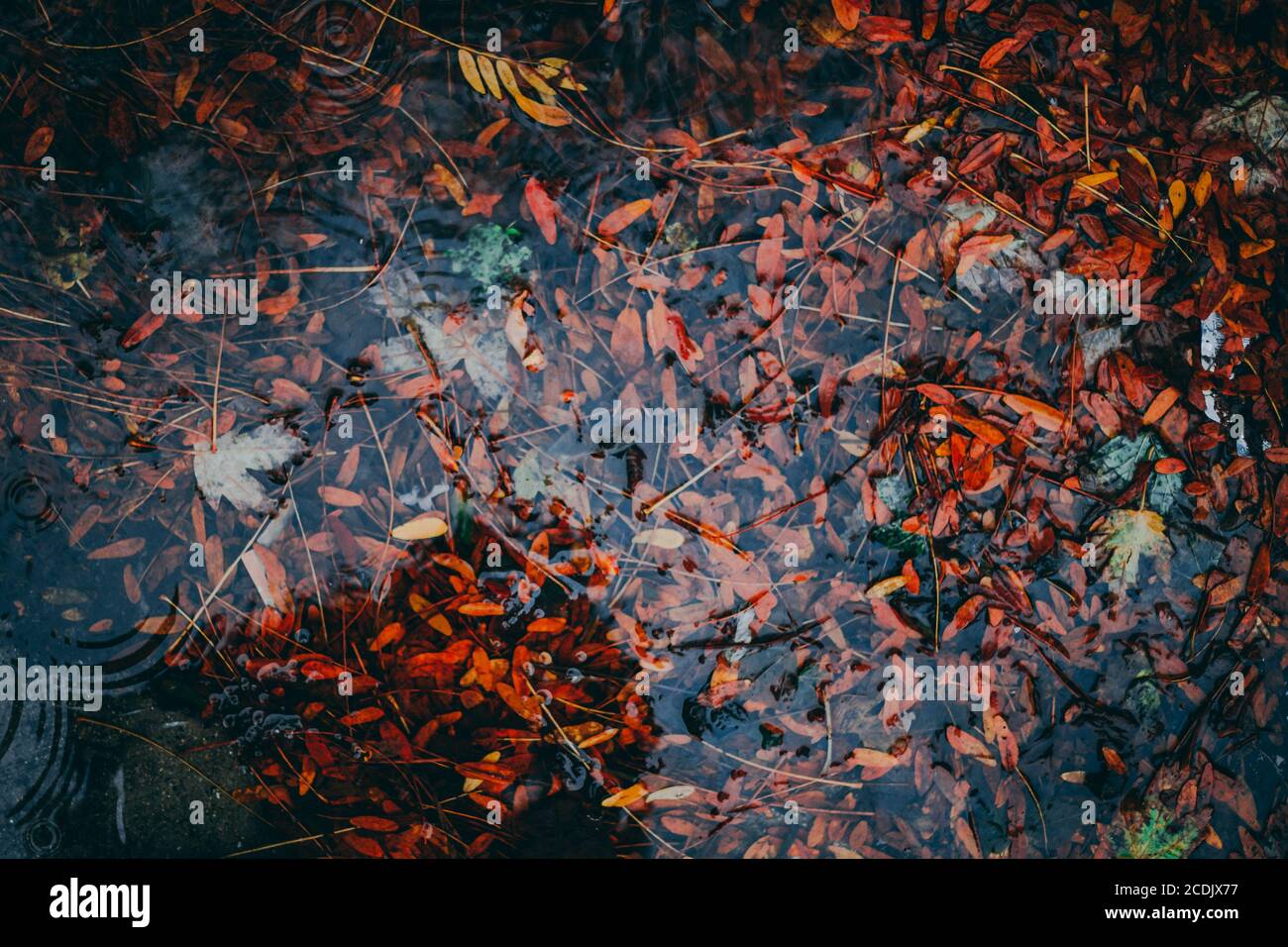 Fall leaves on the ground Stock Photo - Alamy