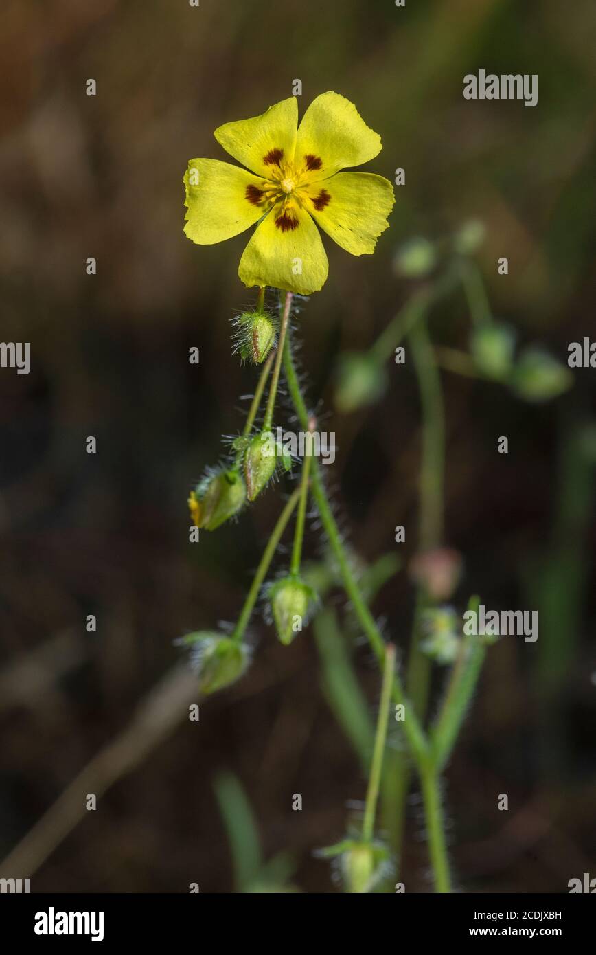 Tuberaria guttata flower hi-res stock photography and images - Alamy