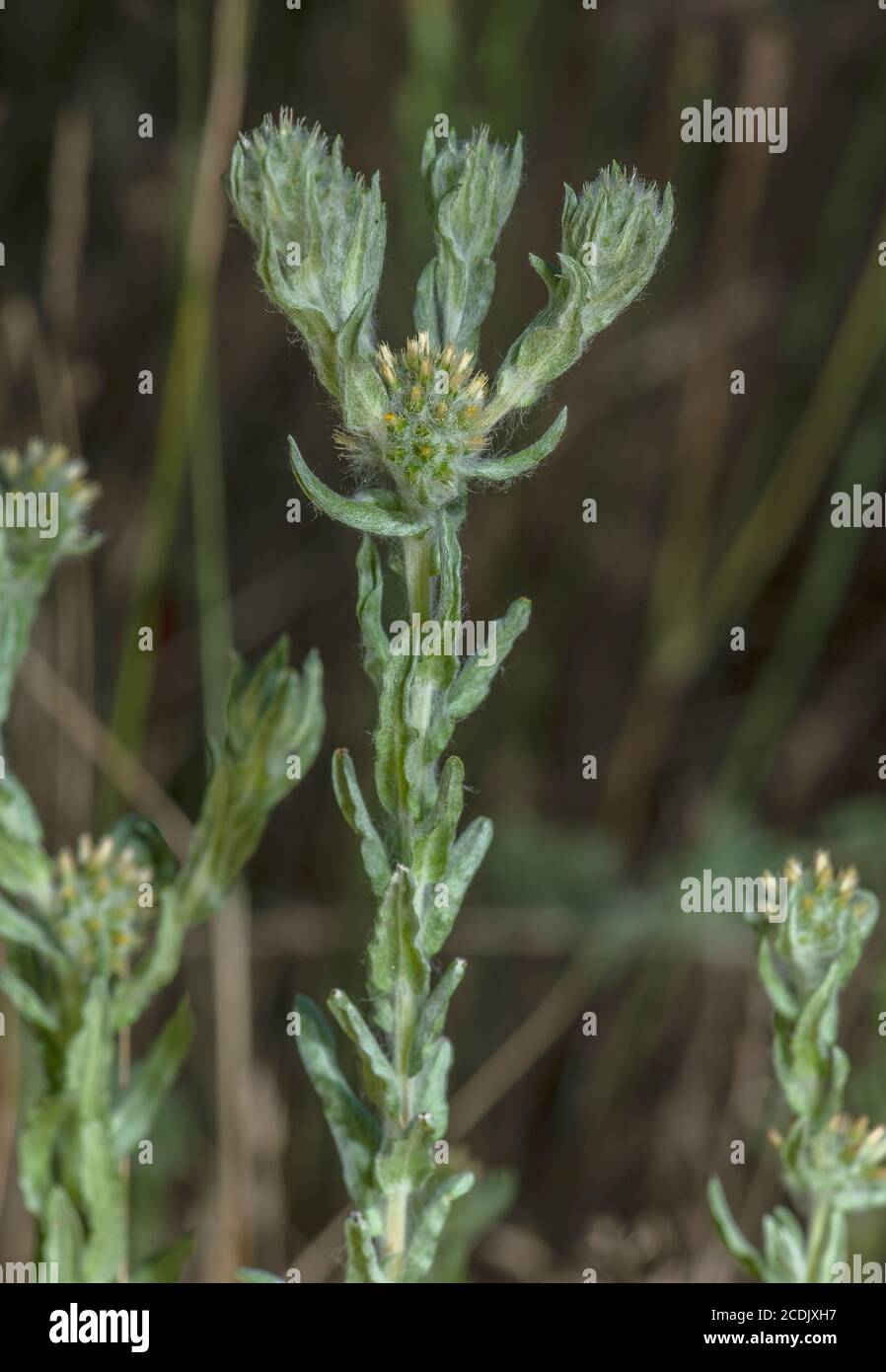 Common cudweed hi-res stock photography and images - Alamy