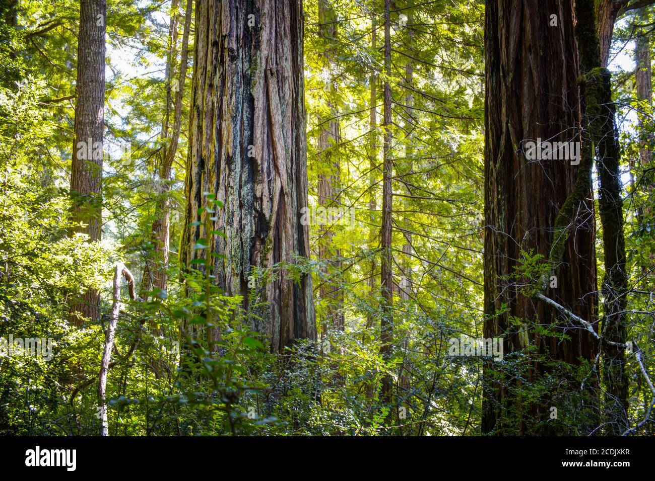 Sunlit California Sequoia Redwood Pine Trees Stock Photo - Alamy