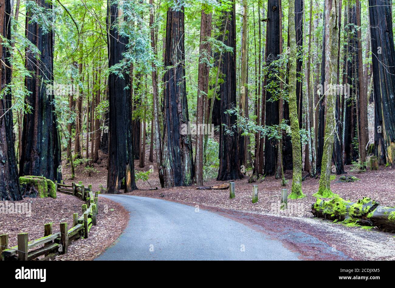 Giant forest road hi-res stock photography and images - Alamy