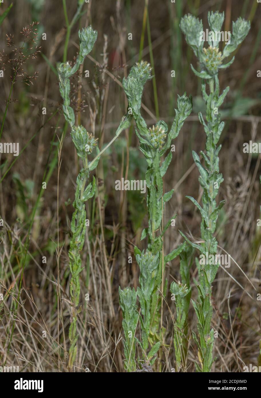 Common cudweed, Filago vulgaris, in flower on heathy track Stock Photo ...