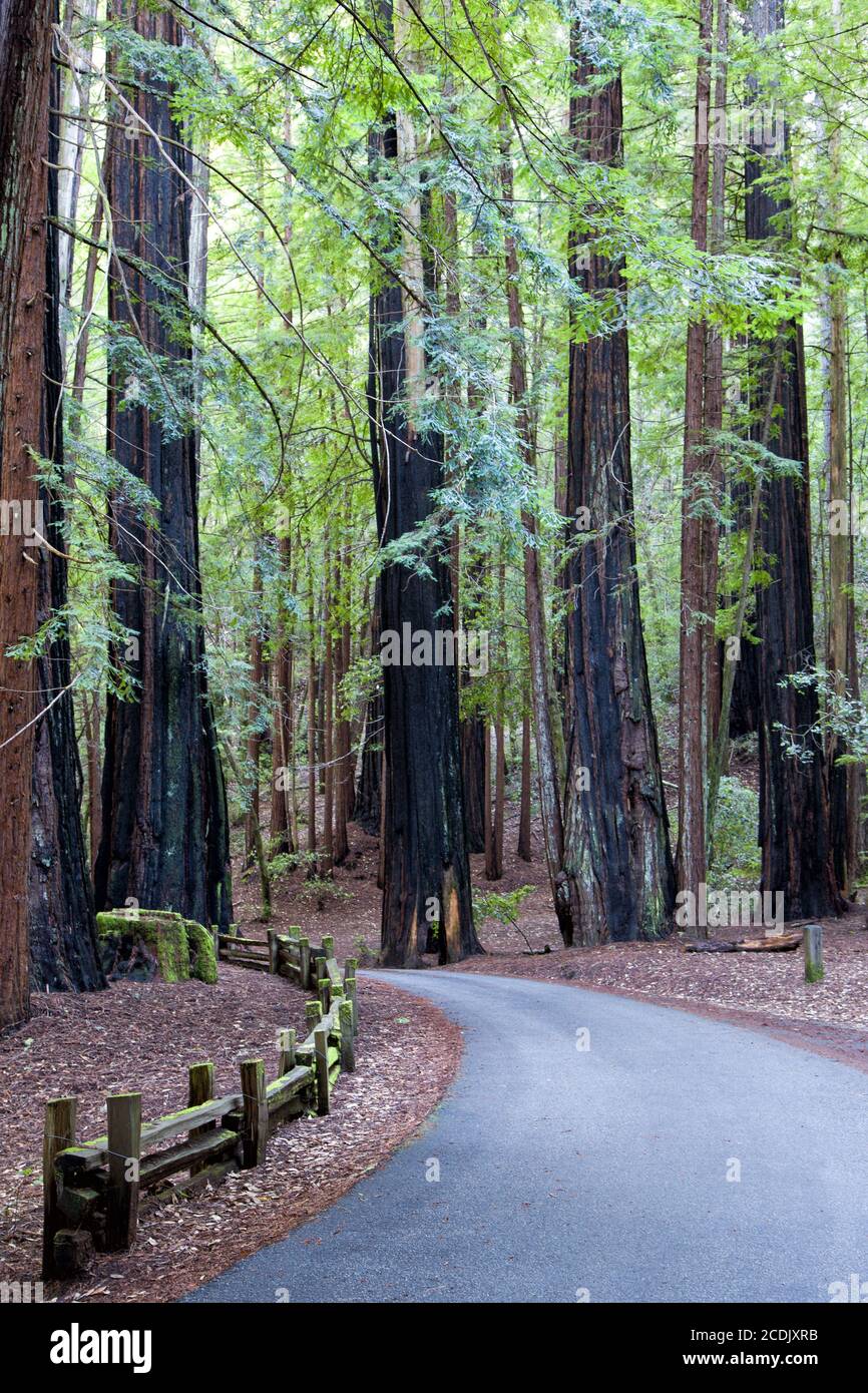 Giant redwood, road hi-res stock photography and images - Alamy