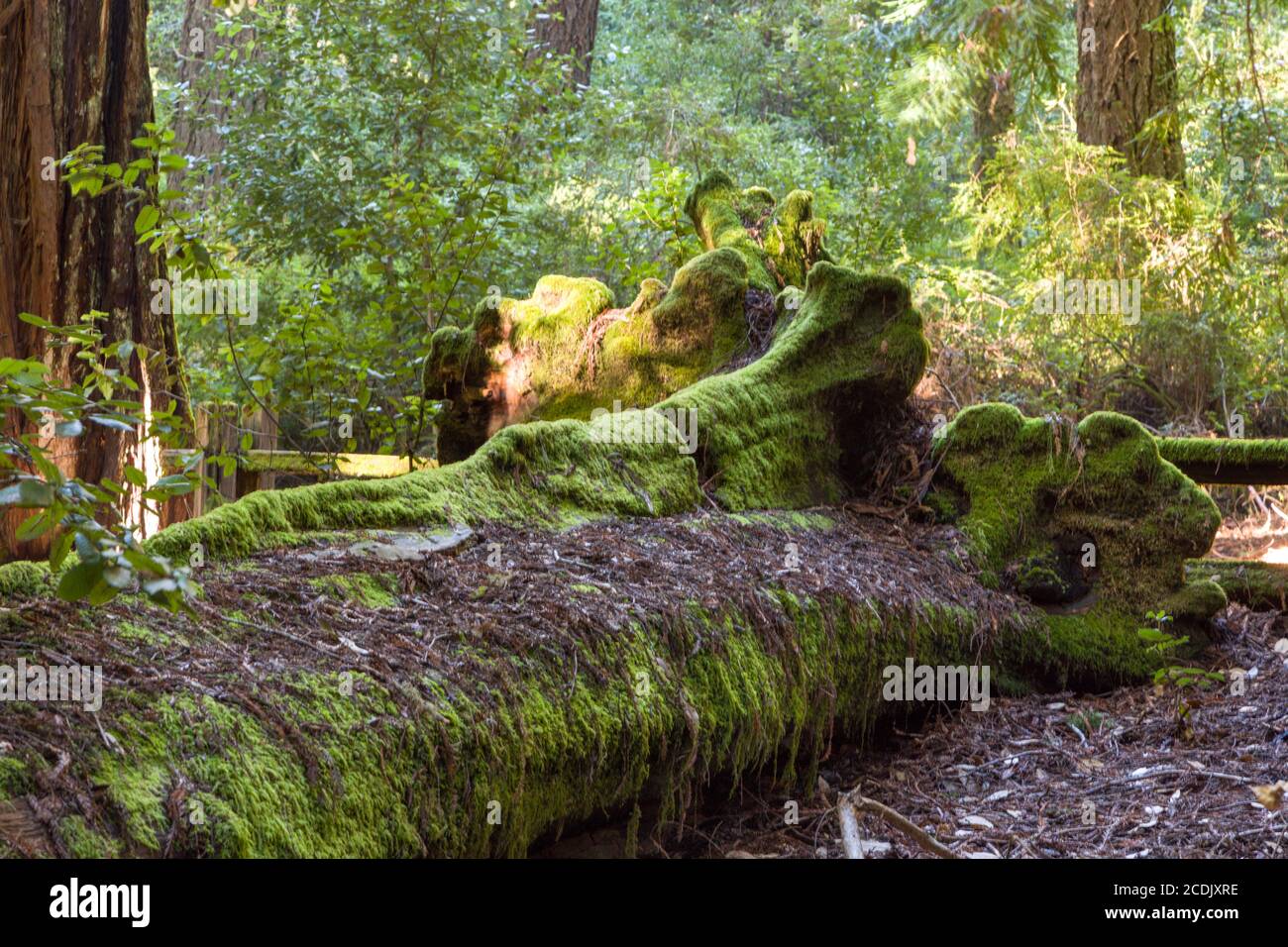 Fallen Giant California Redwood Sequoia Tree overed in Moss Stock Photo ...