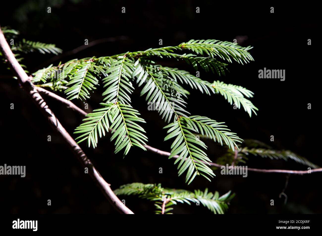 Redwood fence hi-res stock photography and images - Alamy