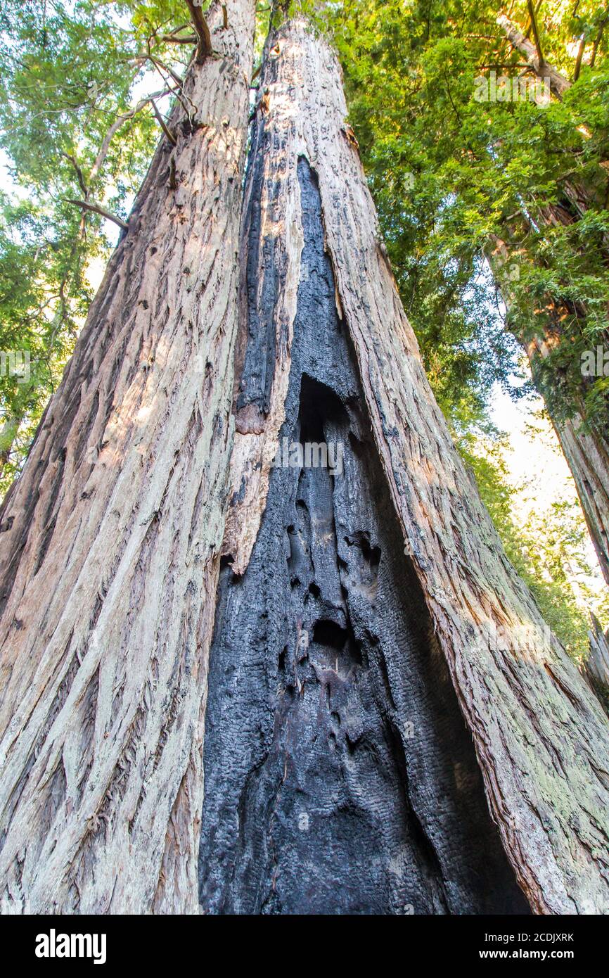 Giant Redwood Sequoia Stock Photo - Alamy