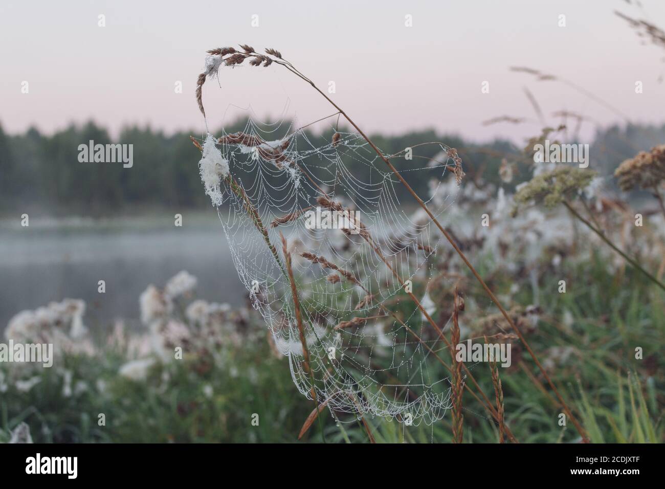Russian spider hi-res stock photography and images - Alamy