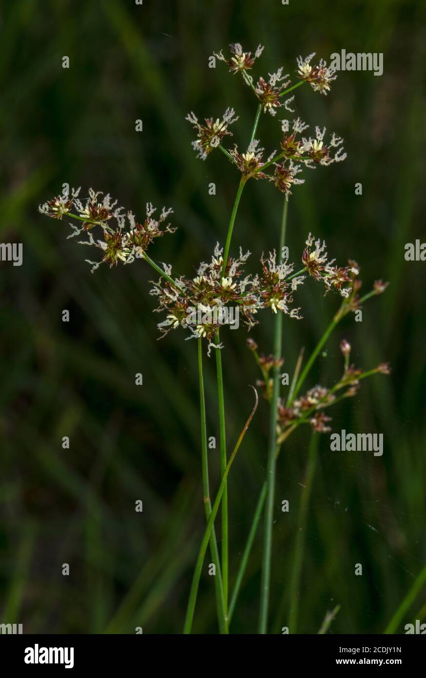 Sharp-flowered Rush, Juncus acutiflorus, in flower in lakeside marsh ...