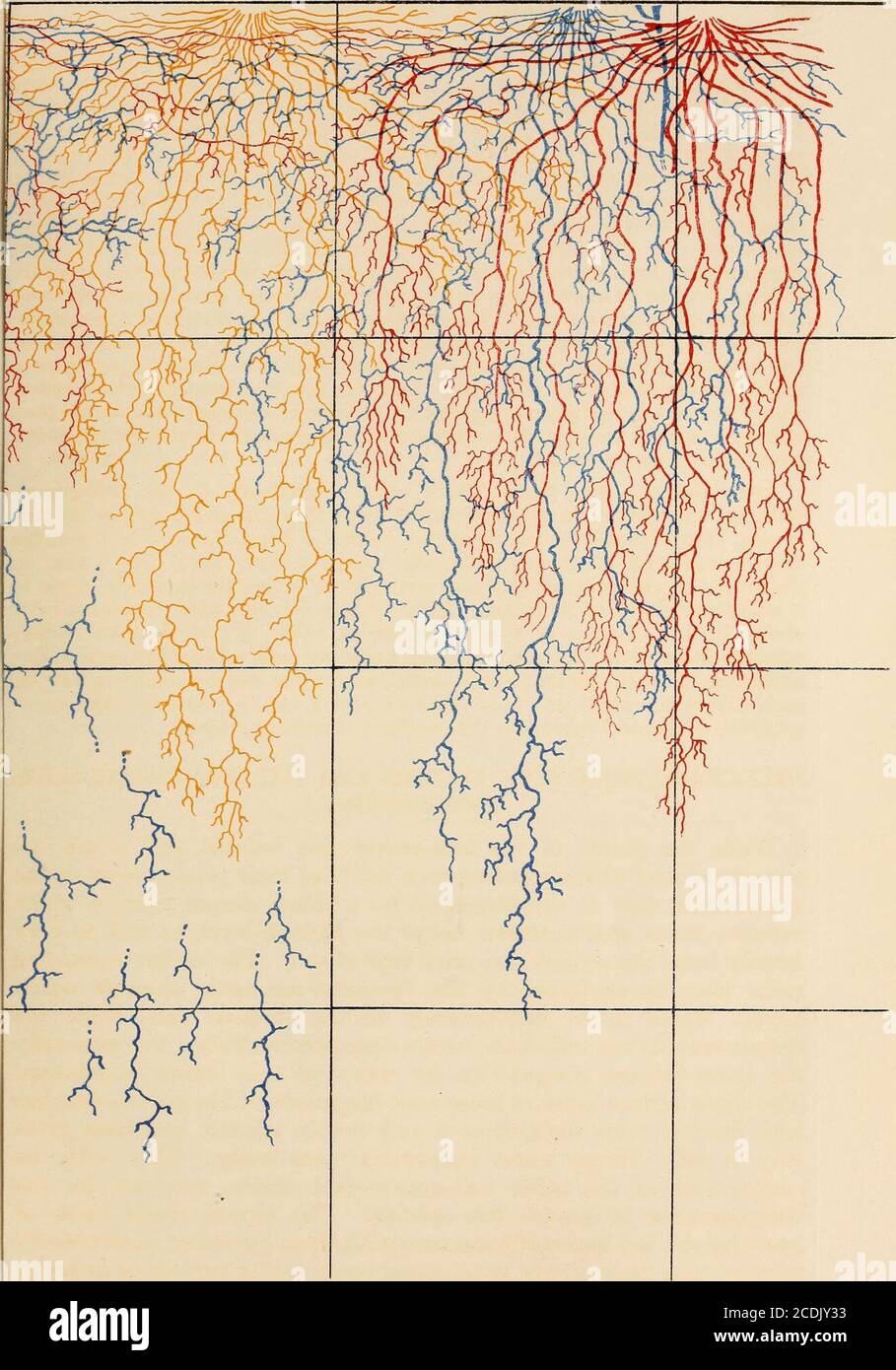 . The ecological relations of roots . ing root habit of their ...