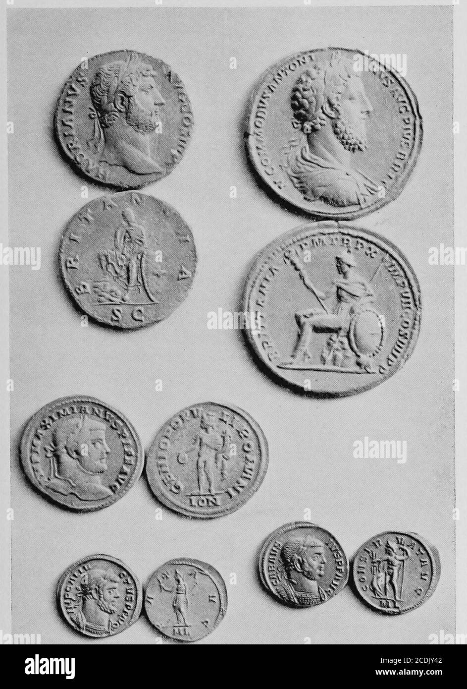 Carausius hi-res stock photography and images - Alamy