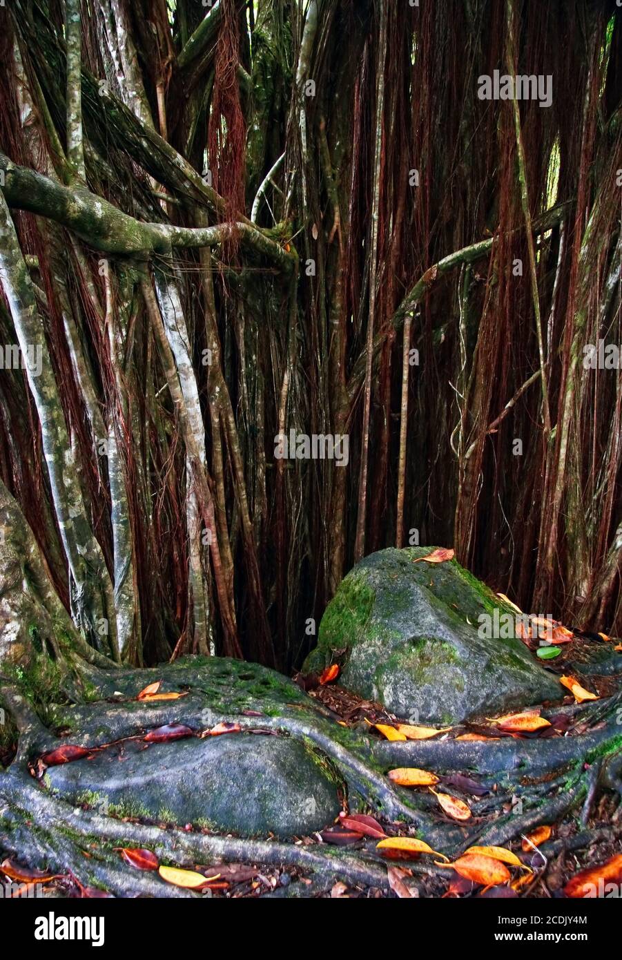 Dark background of tree roots Stock Photo - Alamy