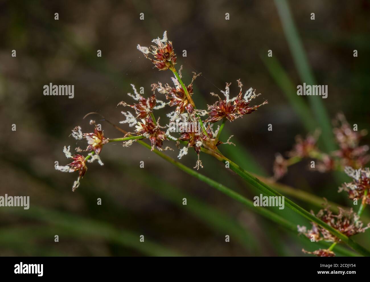Sharp flowered rush hi-res stock photography and images - Alamy