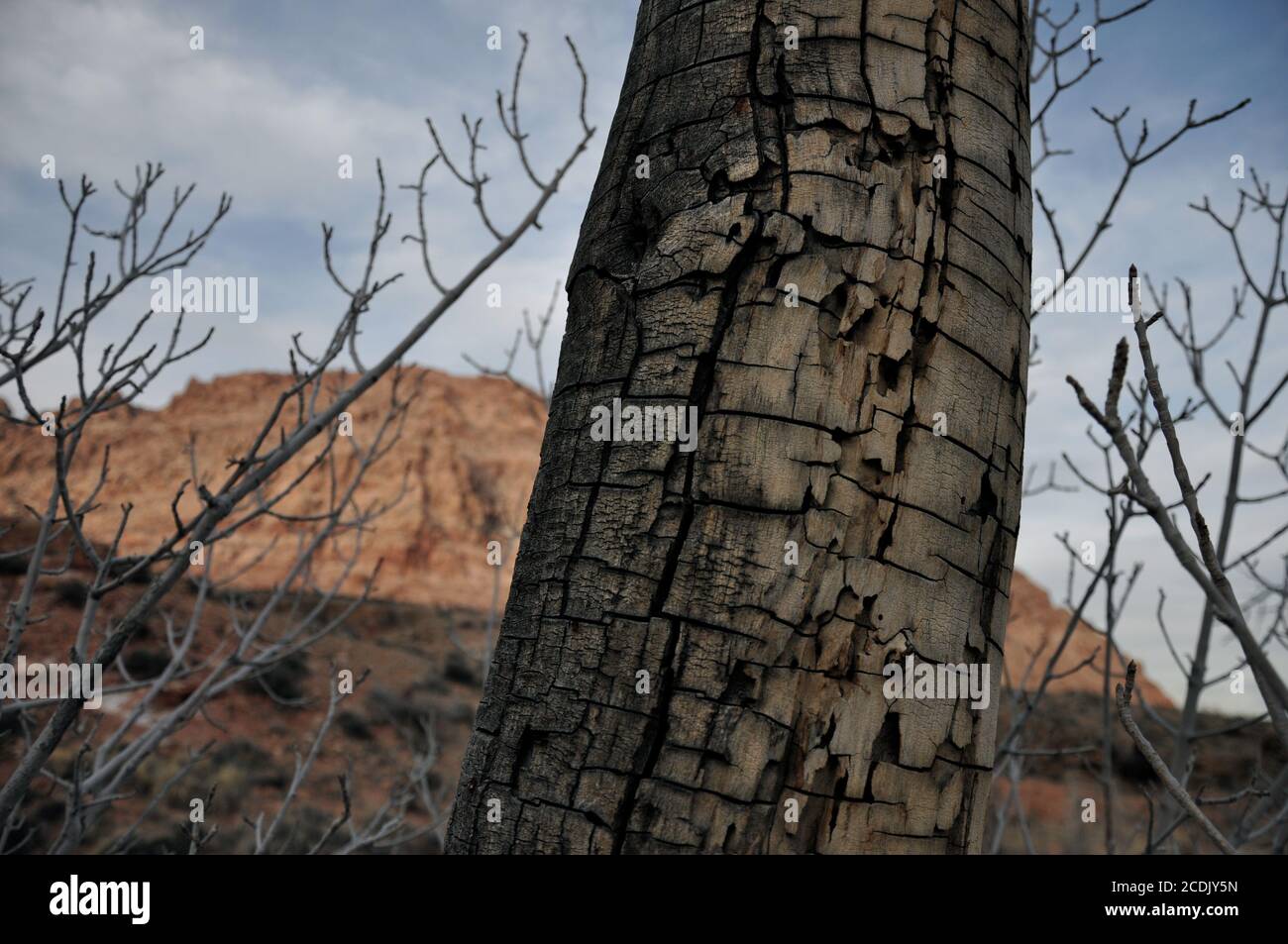 Tree Bark Pattern Stock Photo - Alamy