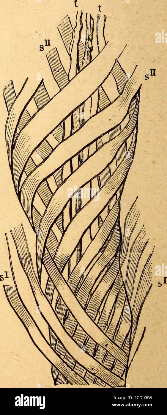 Inner cell mass hi-res stock photography and images - Alamy