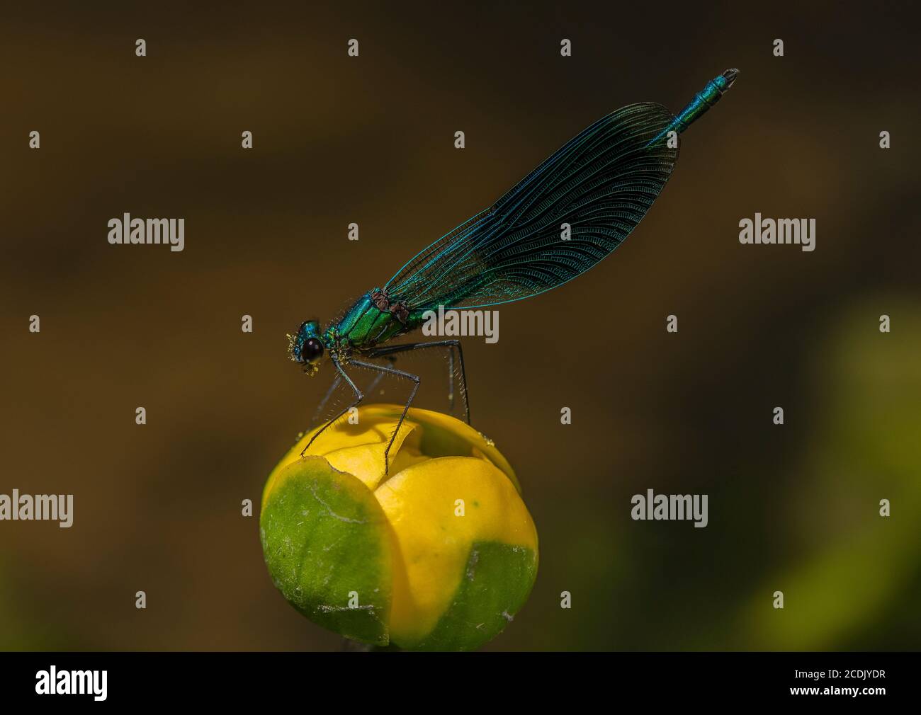 Agrion splendens hi-res stock photography and images - Alamy