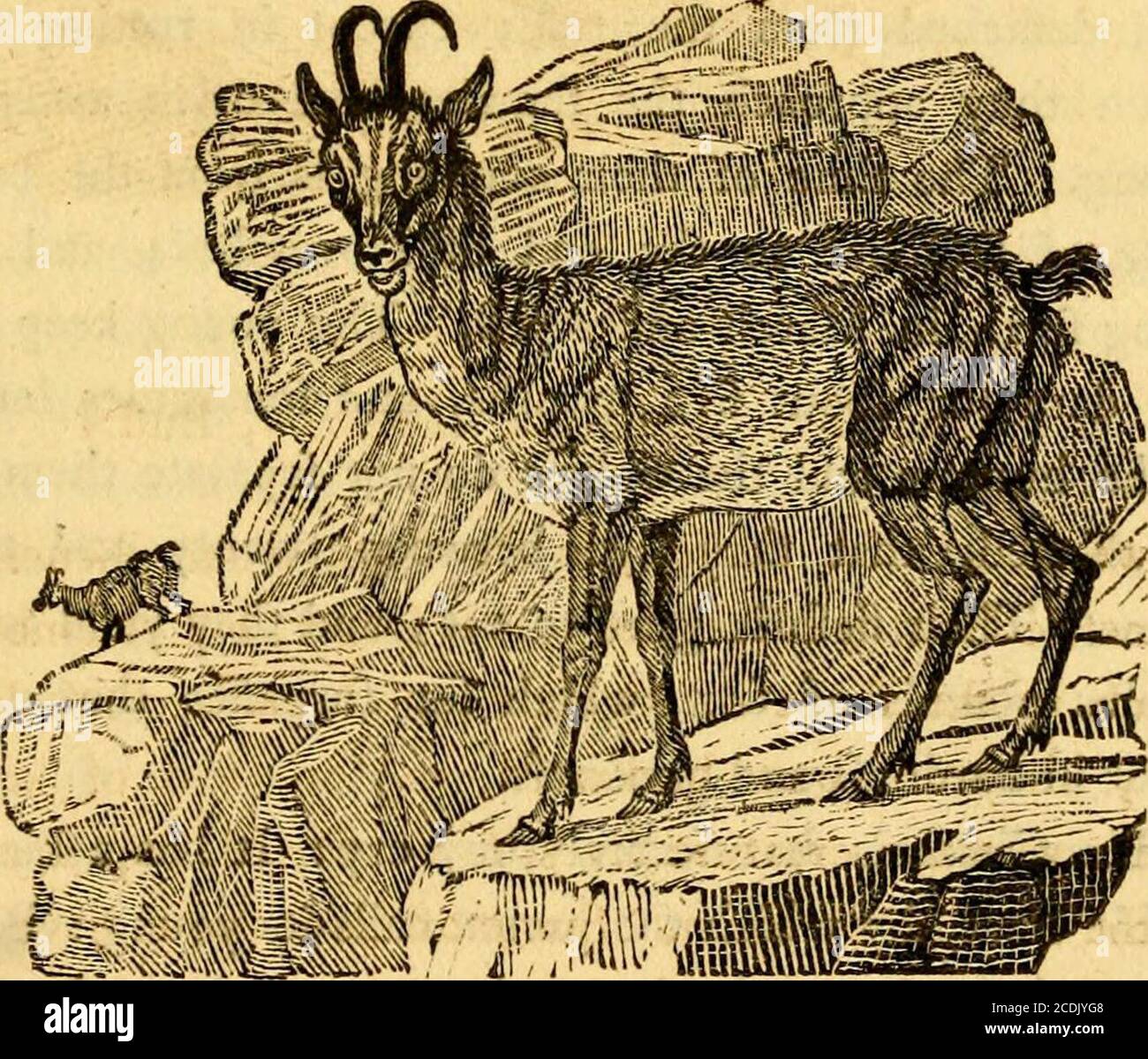 . A general history of quadrupeds : the figures engraved on wood . ar ...