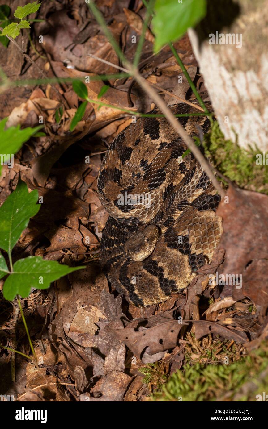 Coiled rattle snake hi-res stock photography and images - Alamy