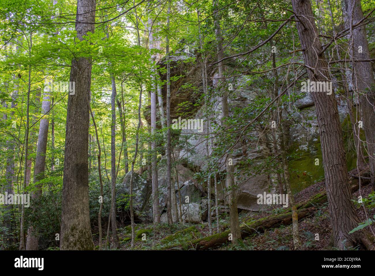 Cliffs on hiking trail at Cumberland Falls State Resort Park in ...
