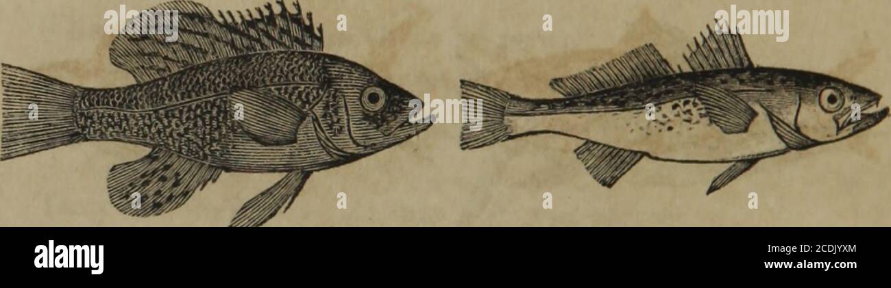 . Elementary exercises for the deaf and dumb . Sea-bass of N. Y. Weak ...