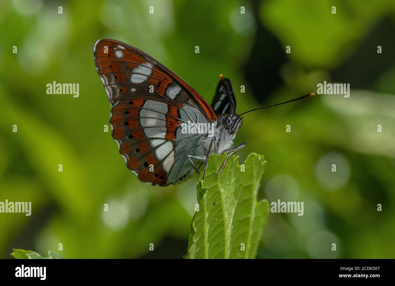 Southern White Admiral, Limenitis reducta, from below, while settled on ...