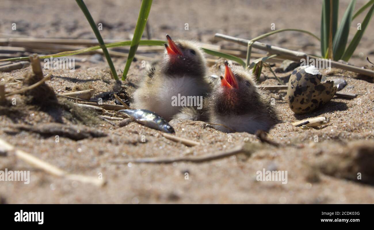 Pretty baby bird Stock Photo - Alamy