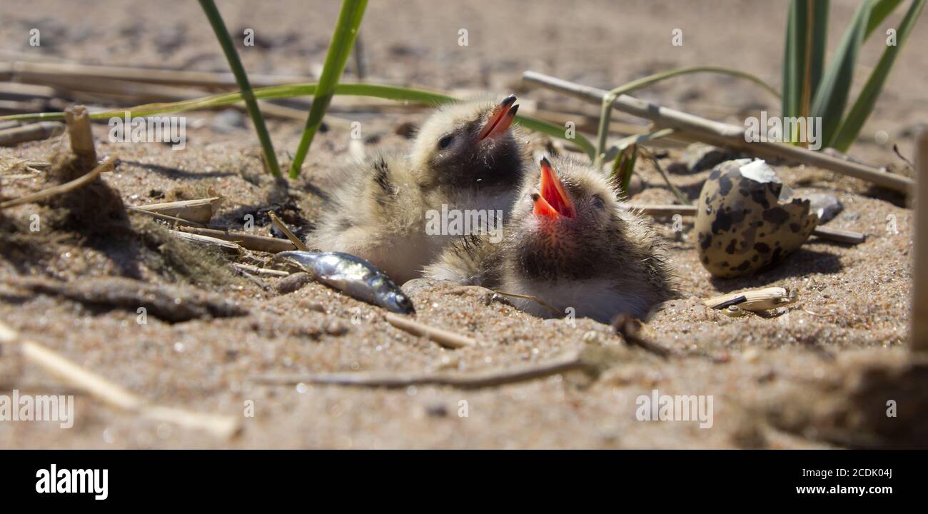 Pretty baby bird Stock Photo - Alamy