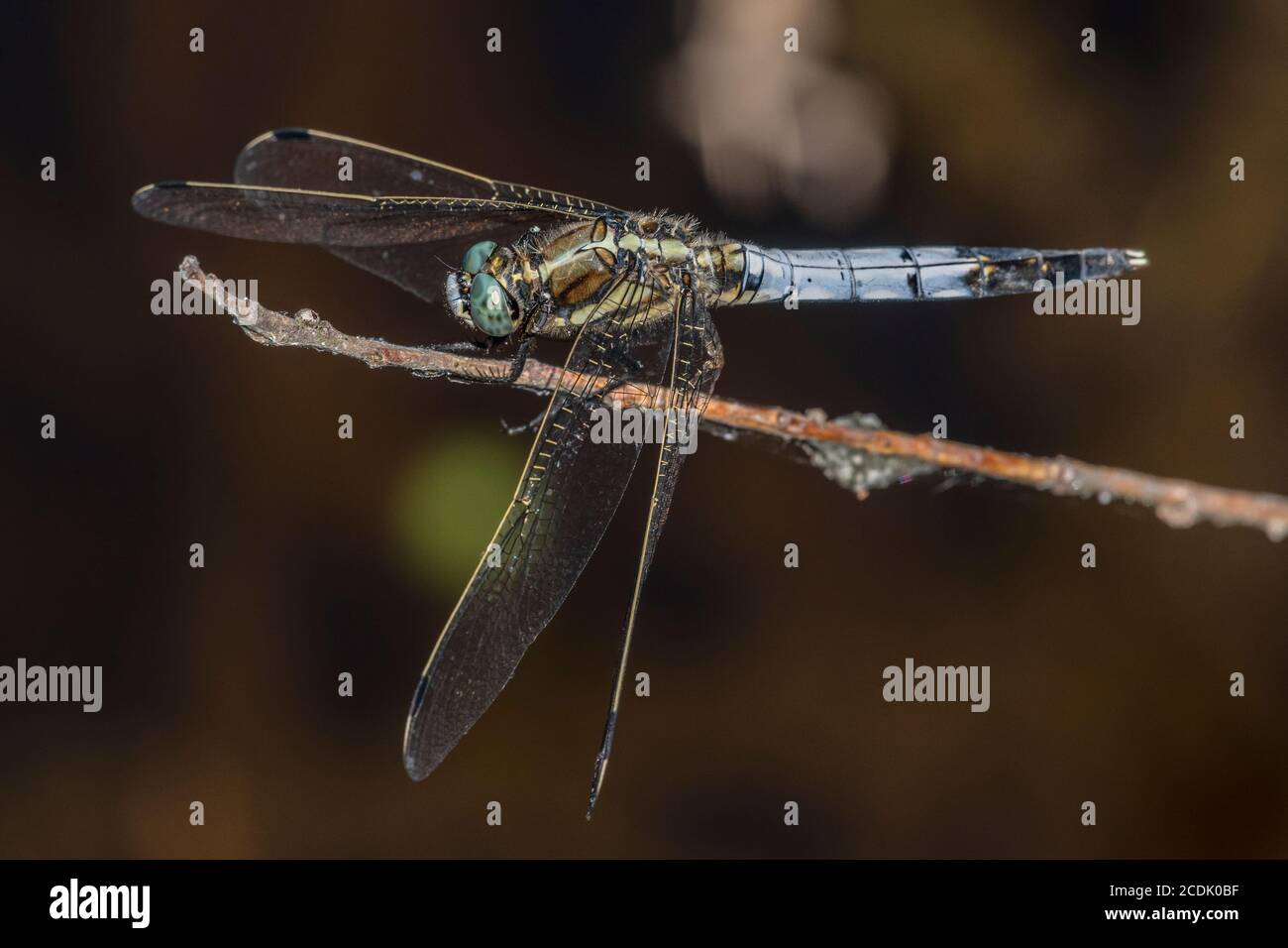 Male White-Tailed Skimmer, Orthetrum albistylum, settled by pond; in ...