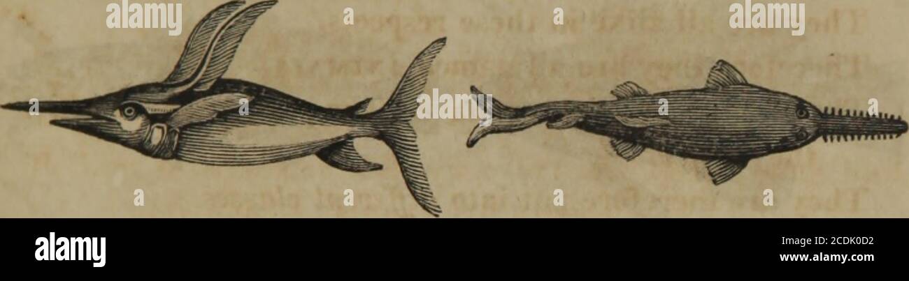 . Elementary exercises for the deaf and dumb . Sword-fish Saw-fish. Cod ...