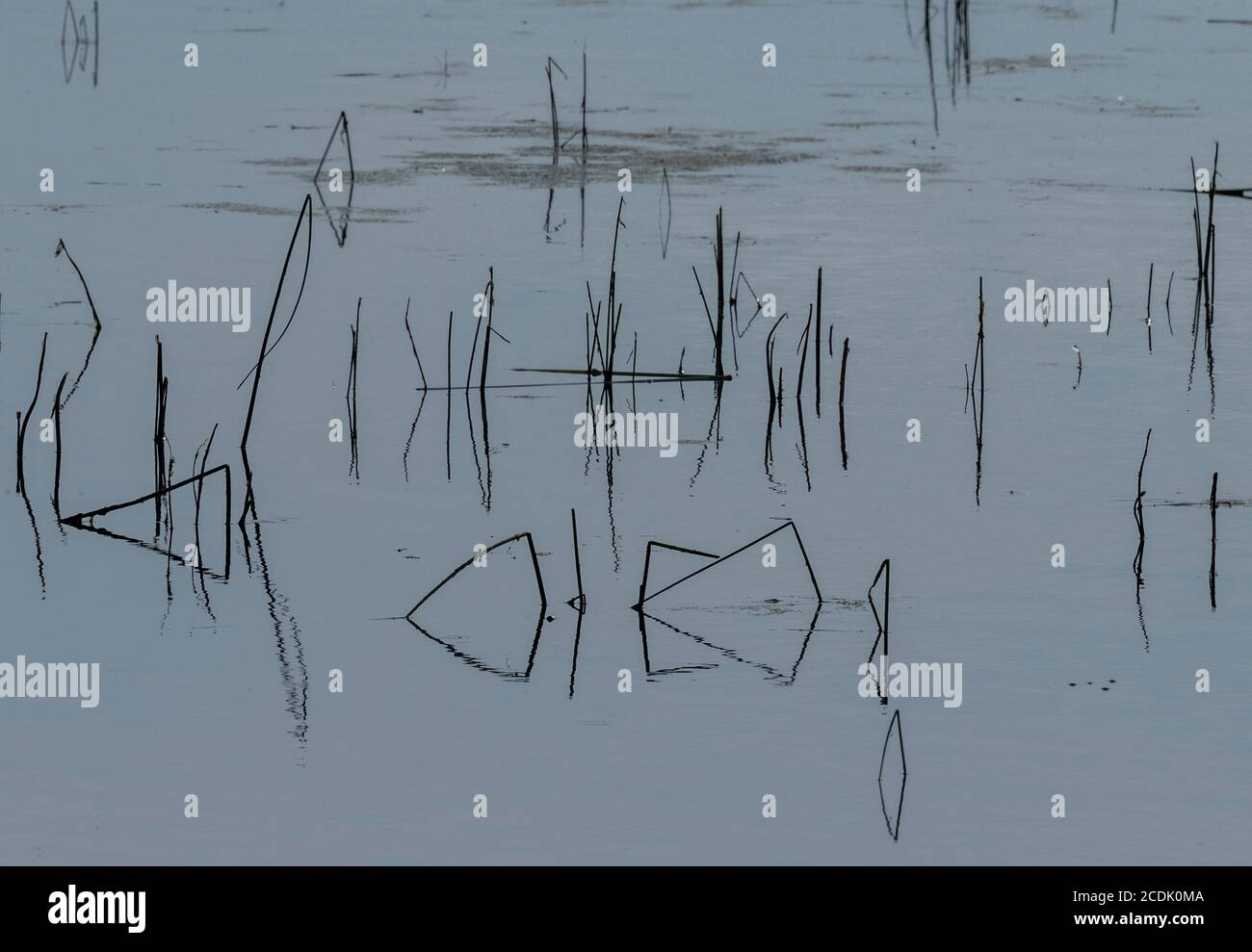 Patterns and reflections of emergent aquatic vegetation, mainly rushes ...