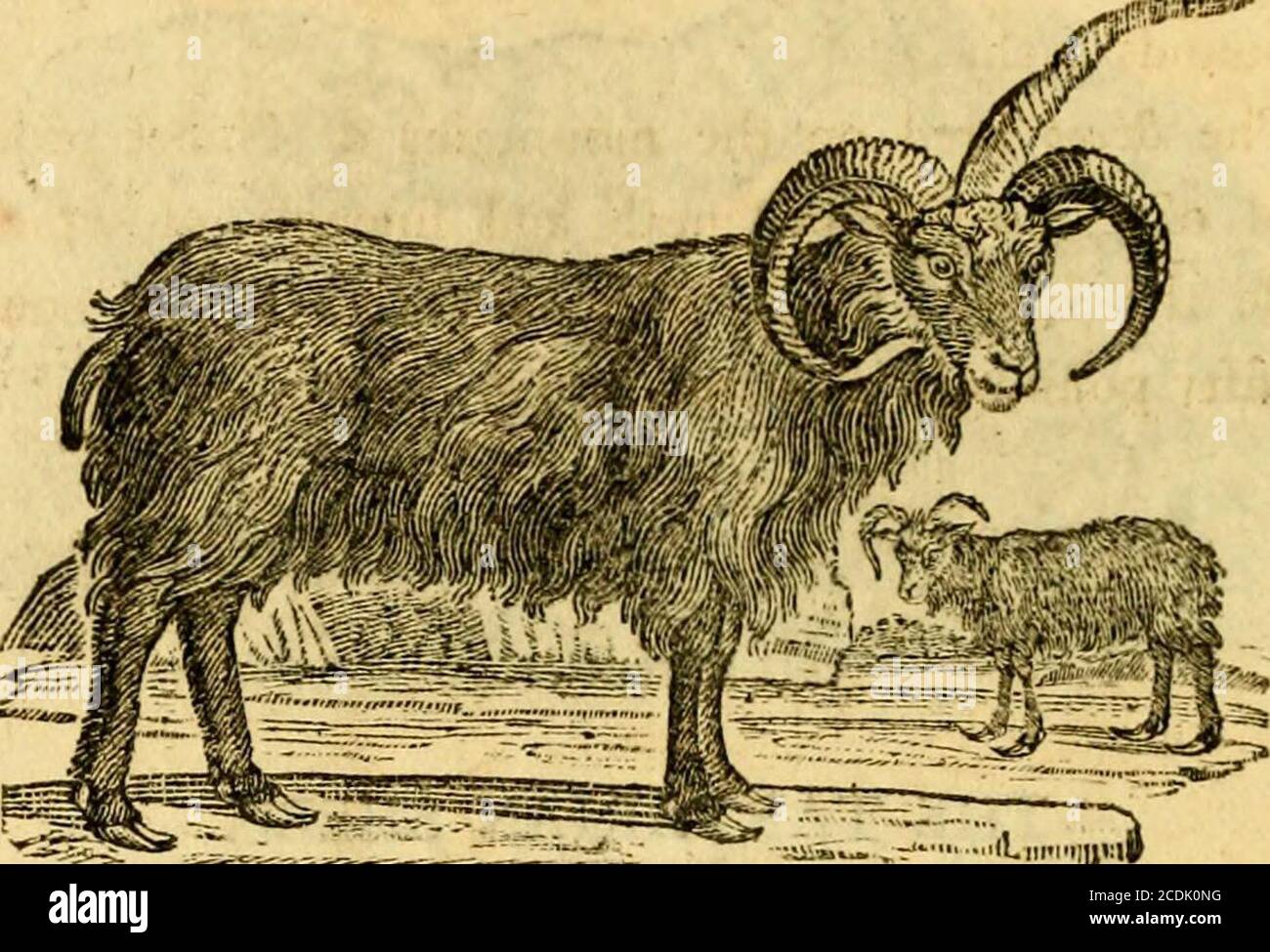Tartarian sheep hi-res stock photography and images - Alamy