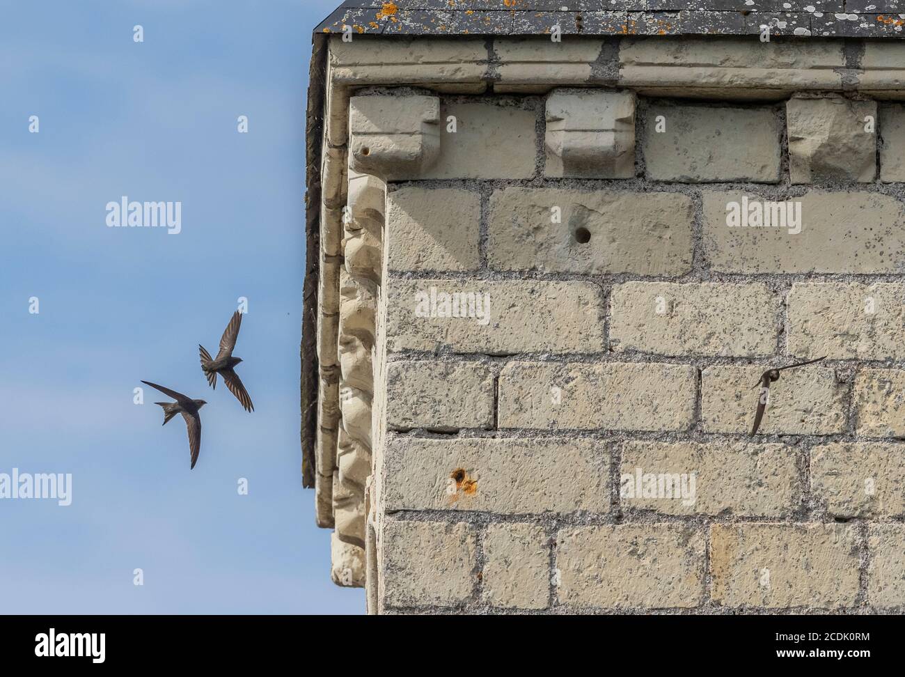 Swifts, Apus apus, flying around nesting area in old church tower Stock ...