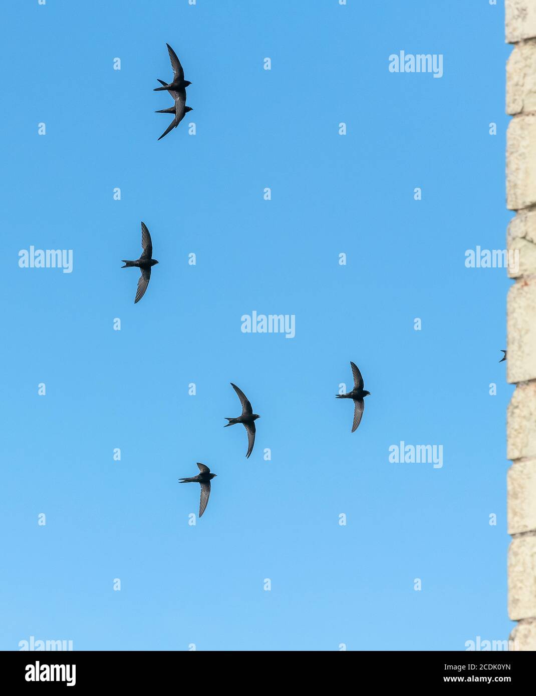 Swifts, Apus apus, flying around nesting area in old church tower Stock ...