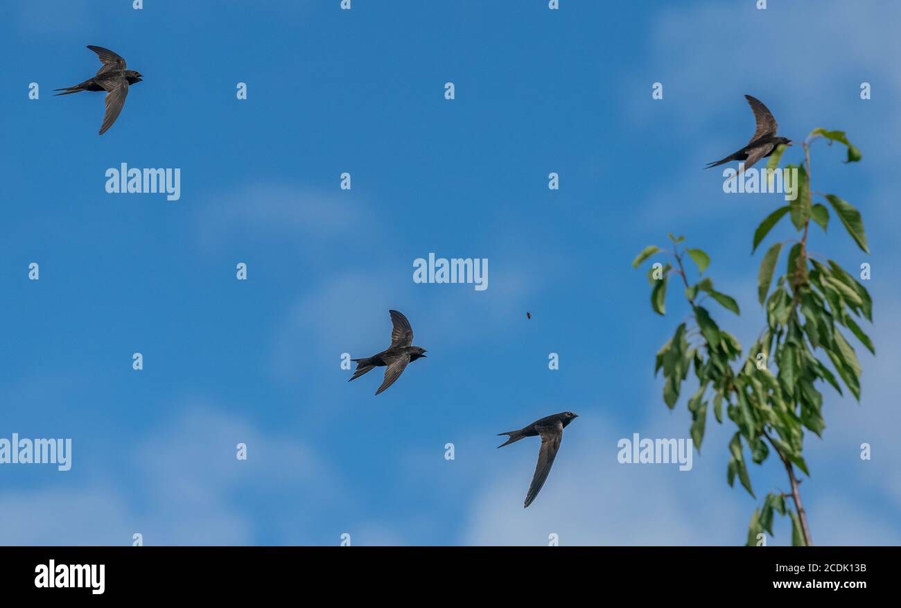 Swifts, Apus apus, flying around nesting area in old church tower Stock ...